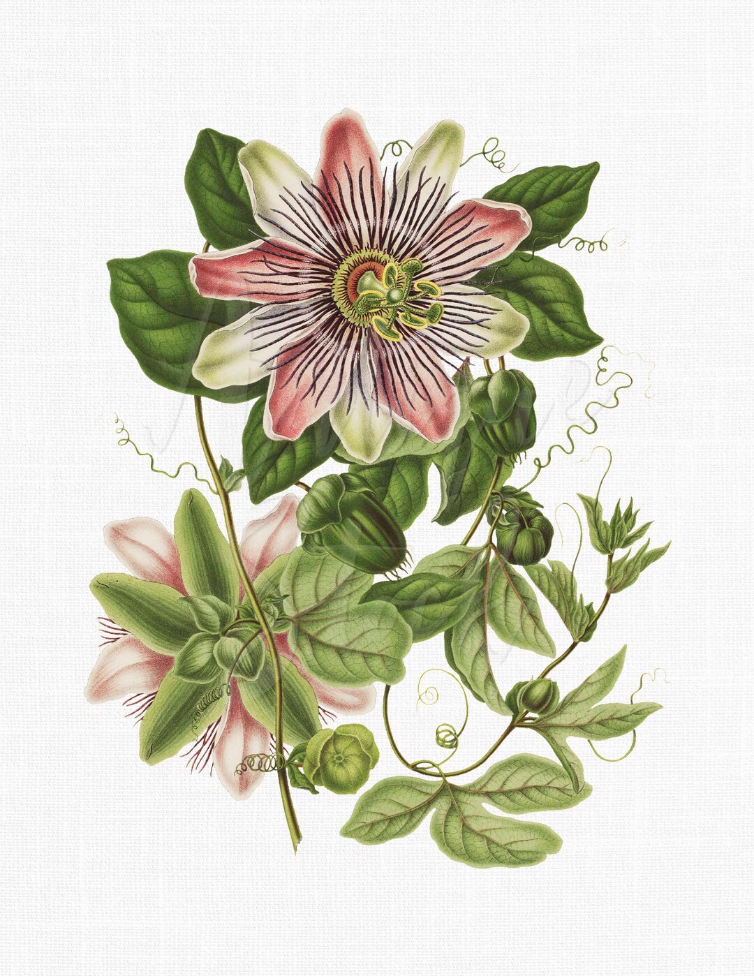 Passiflora Digital Print PNG | Original 19th Century Vine Art | Vintage ...