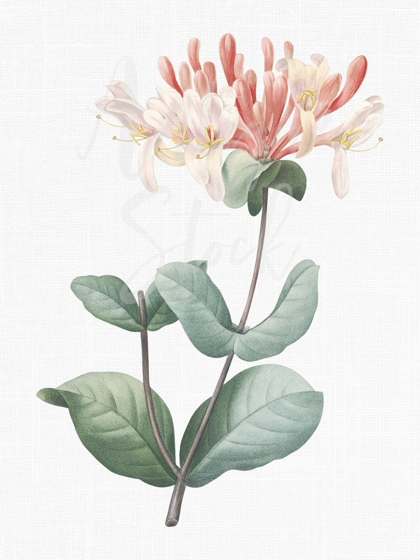 Honeysuckle Clipart