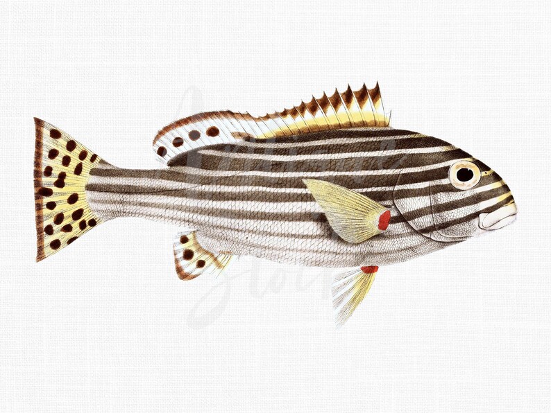 Printable Fish Clip Art Instant Download Image striped - Etsy