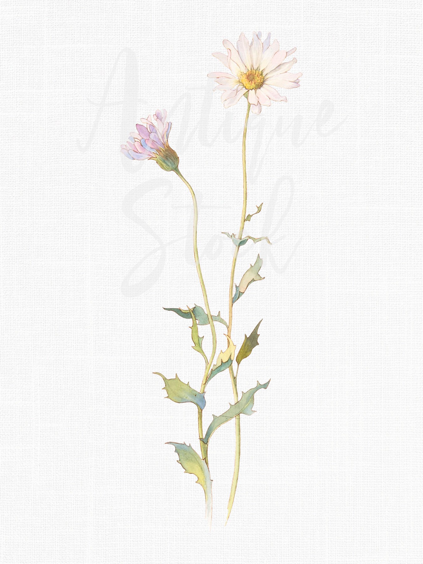 Aster Botanical Drawing