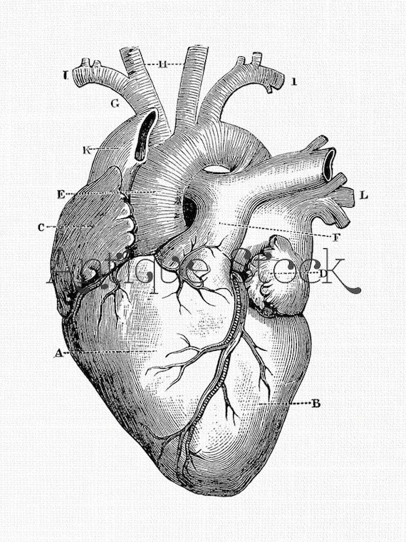 Anatomy Clipart 'Anatomical Heart' Digital Download