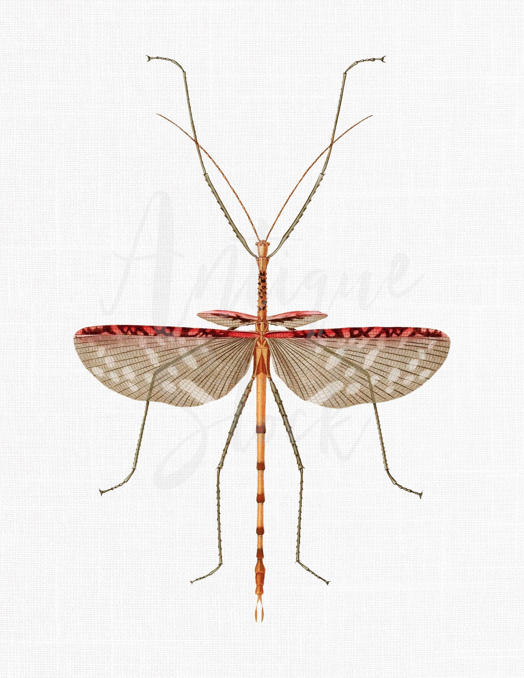 Insect Clipart "giant Stick Insect" PNG Graphics for Printing, Artwork ...