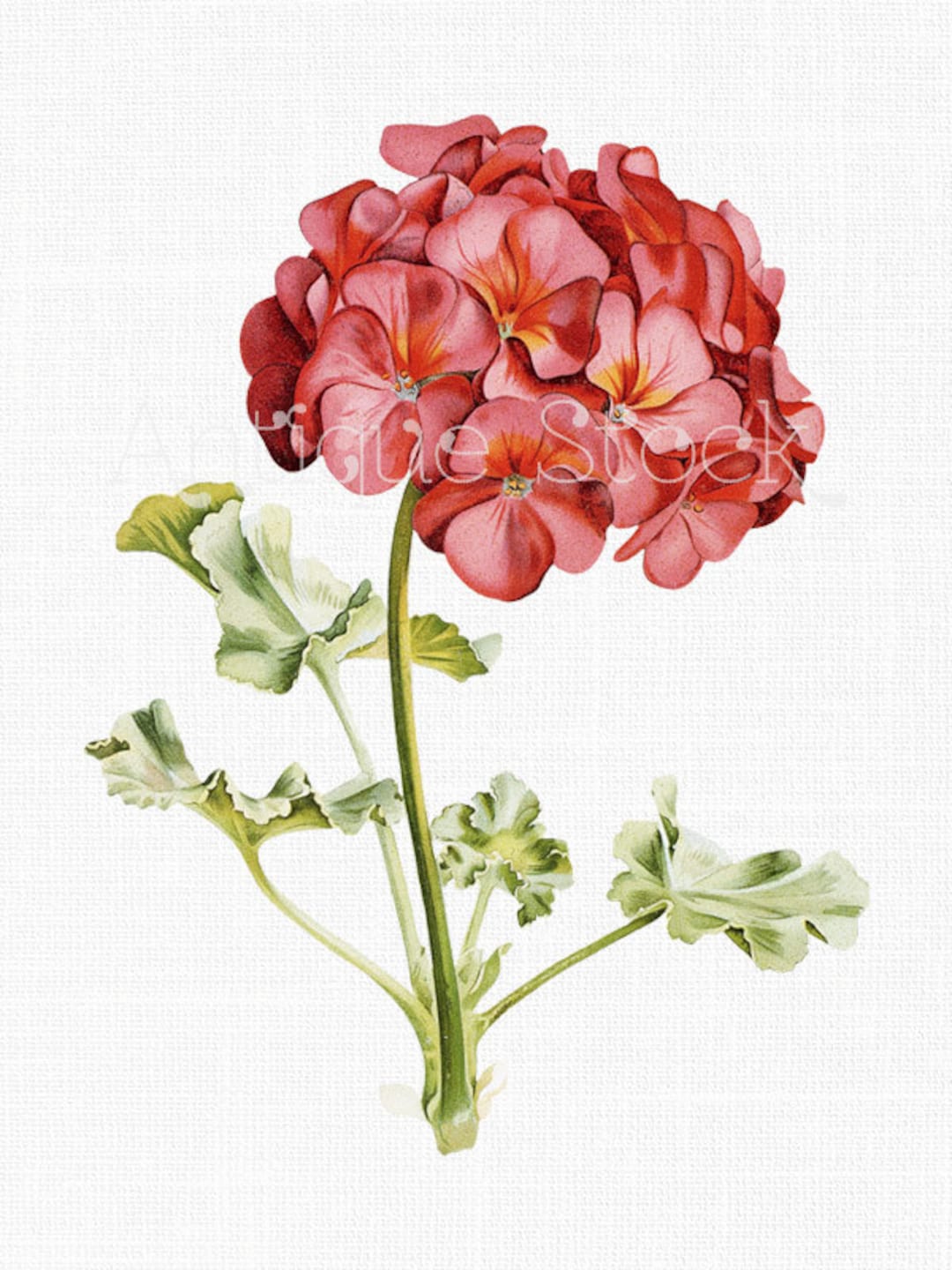 Flower Clipart "pink Geranium" Digital Download Botanical Storksbill ...