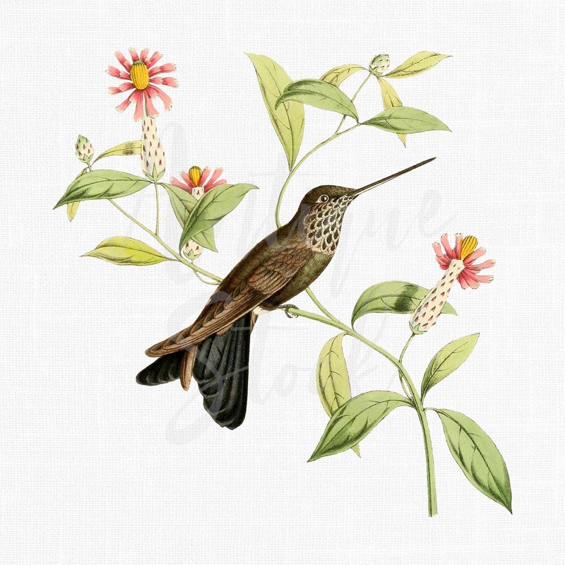 Hummingbird Clip Art - Etsy