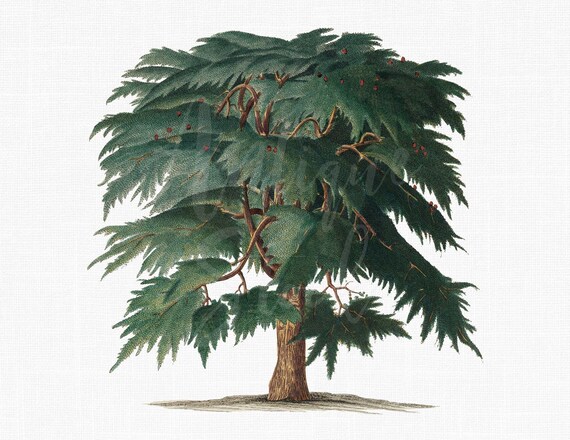Cedro Libanés