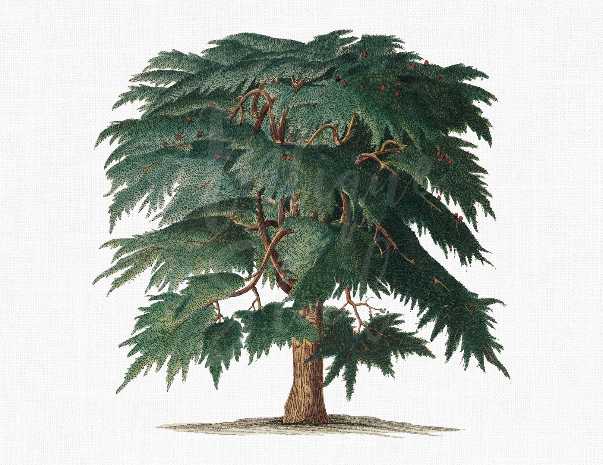 Sublimation Tree Clip Art lebanese Cedar PNG / JPG - Etsy