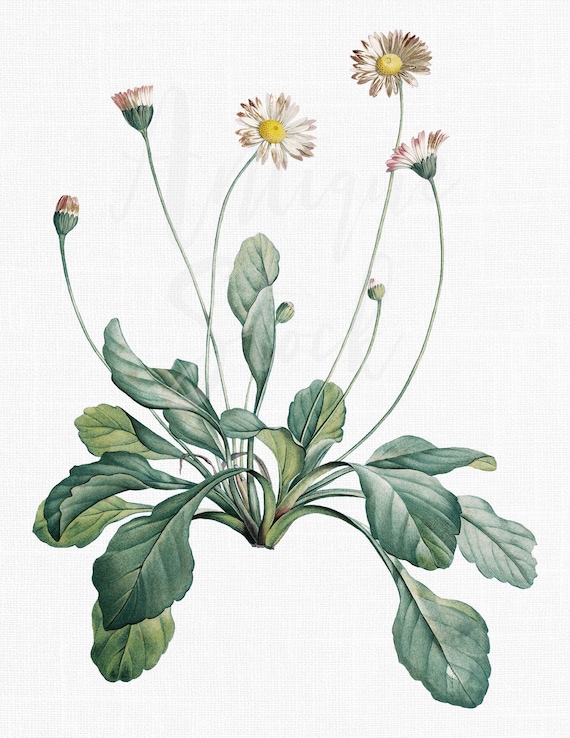 Daisy Botanical Illustration