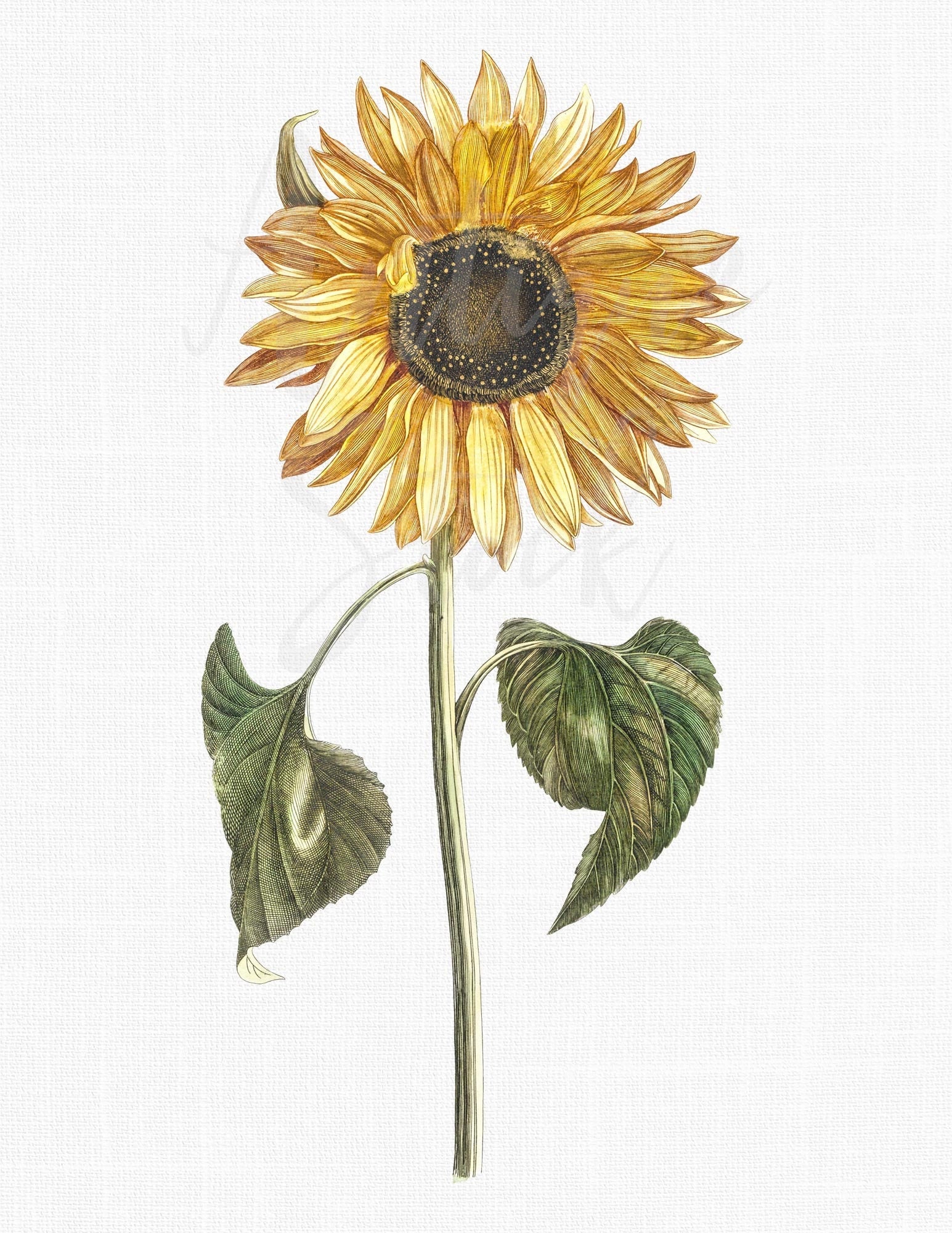 Sunflower Botanical Illustration