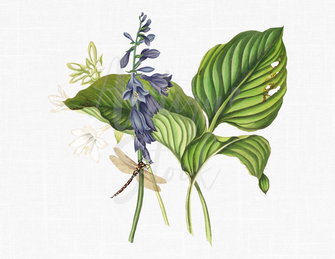 Floral PNG Clipart "hosta" Botanical Illustration, Printable Files for ...