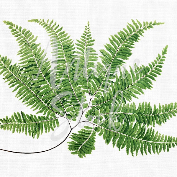 Fern Clip Art - Etsy