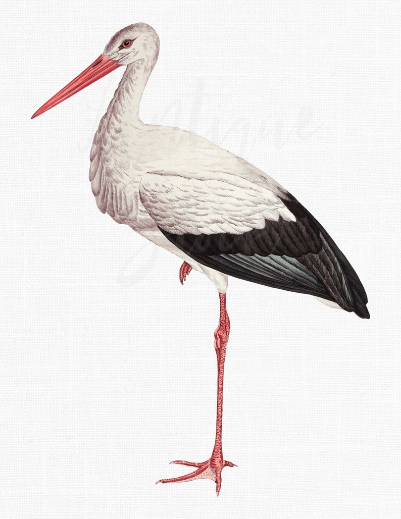 Stork Clipart Download PNG & JPG Files white Stork - Etsy