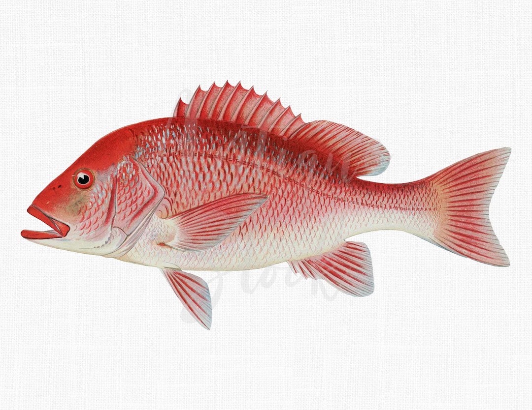 Digital Download "red Snapper" Fish Illustration Printable Image PNG ...