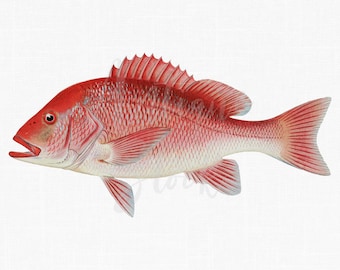 Red Snapper Fish Png - Etsy
