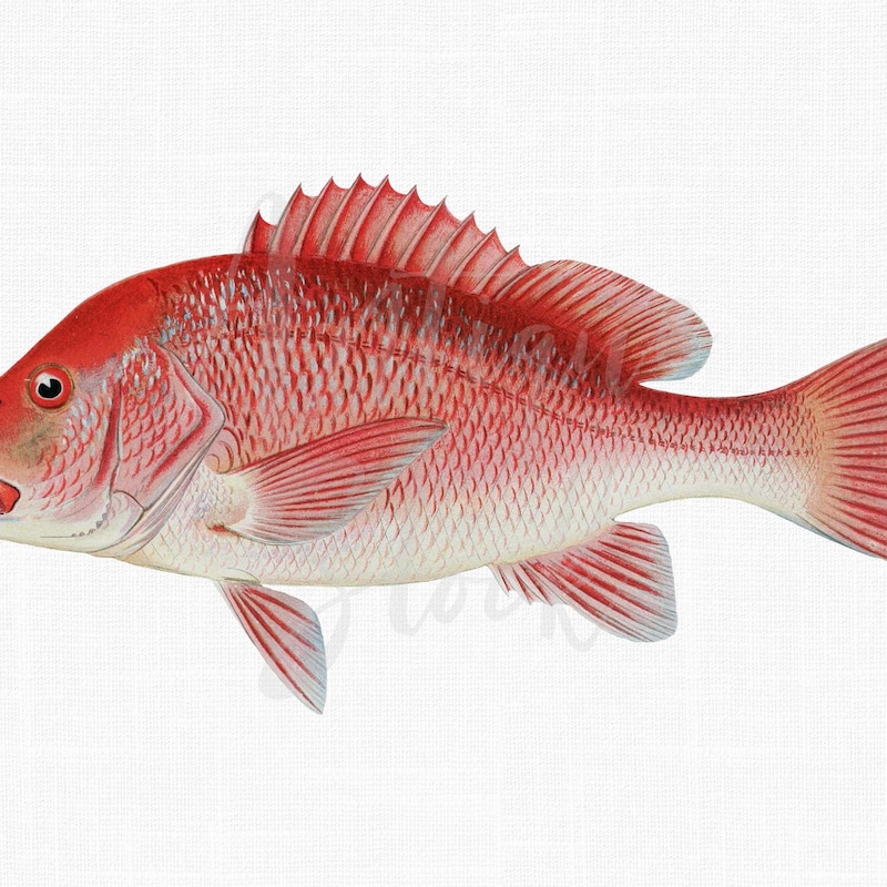 Types of Red Snapper Fish - Etsy New Zealand