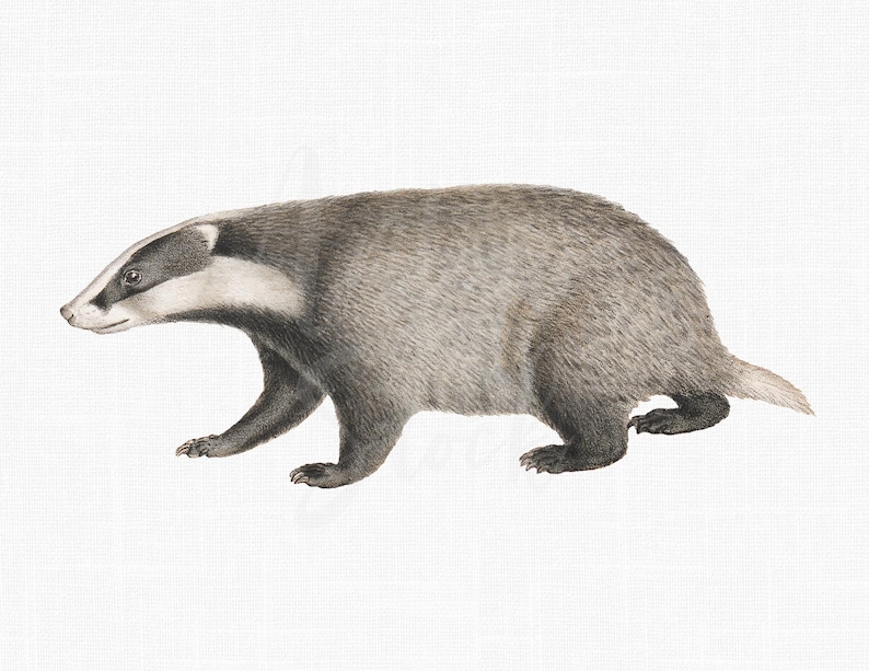 Vintage PNG Clipart "european Badger" Digital Download Images for ...