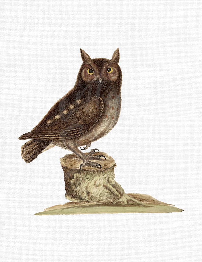 Vintage Owl Digital Download "little Owl" Bird Image for Transfers ...