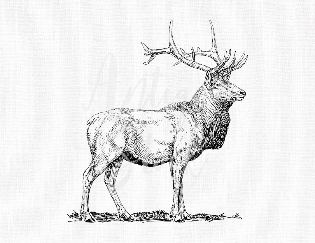 Deer Digital Download "elk" Wapiti Line Art Drawing for Decoupage ...