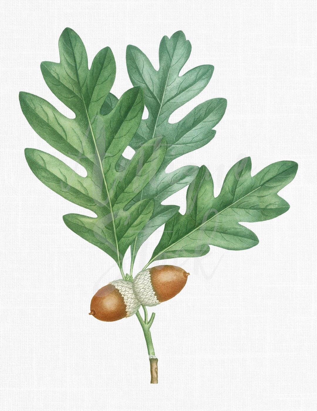 12x16 Botany Digital white Oak Digital Print for Crafts, Wall Art ...