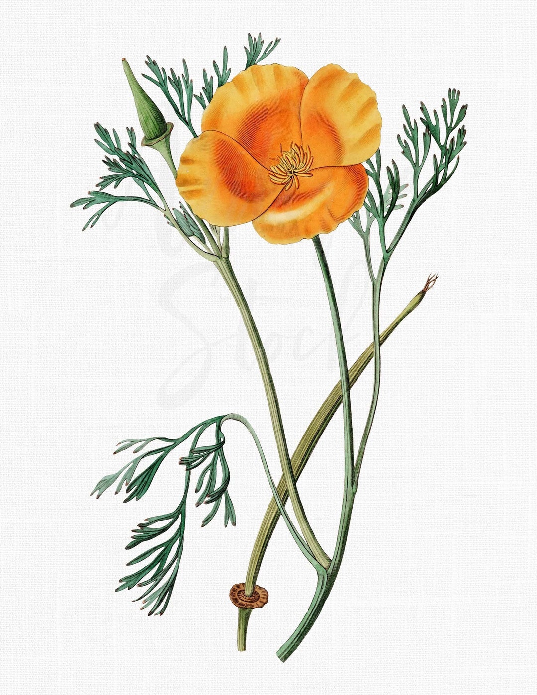 Poppy Flower Clipart "california Poppy" Vintage Botanical Print ...