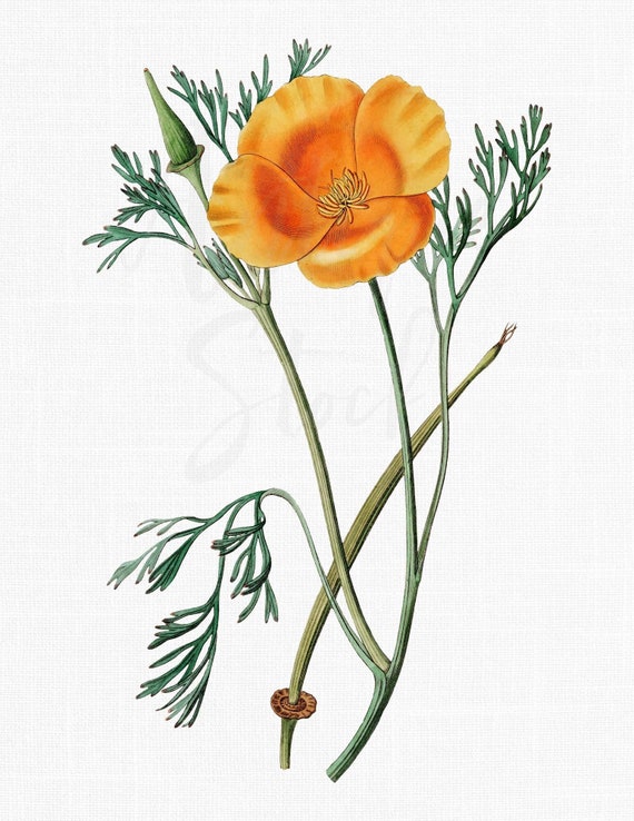 California Poppy Clip Art Free Vectors | California Poppy Material