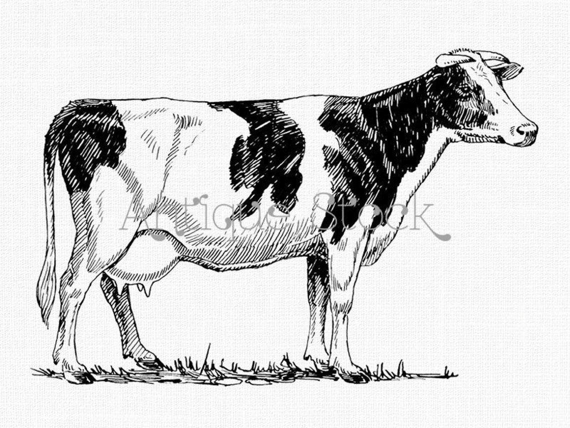 Holstein Cow Clipart - Printable Graphics - PNG and JPG Images - Card ...