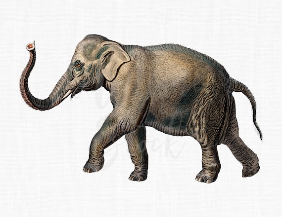 Asian Elephant Drawing