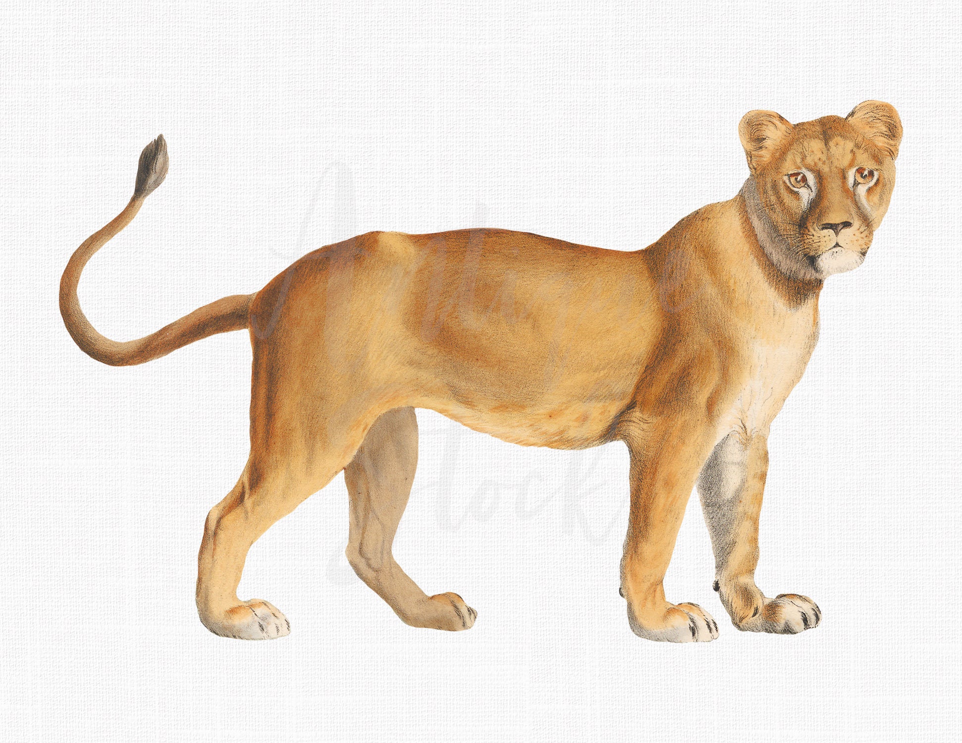 Lion Clipart Printable Art Vintage lioness - Etsy UK