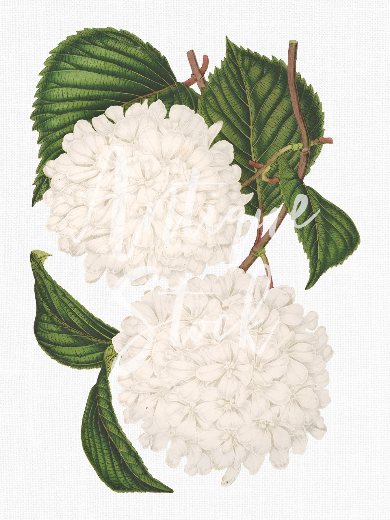 Botanical Illustration Japanese Snowball White | Etsy
