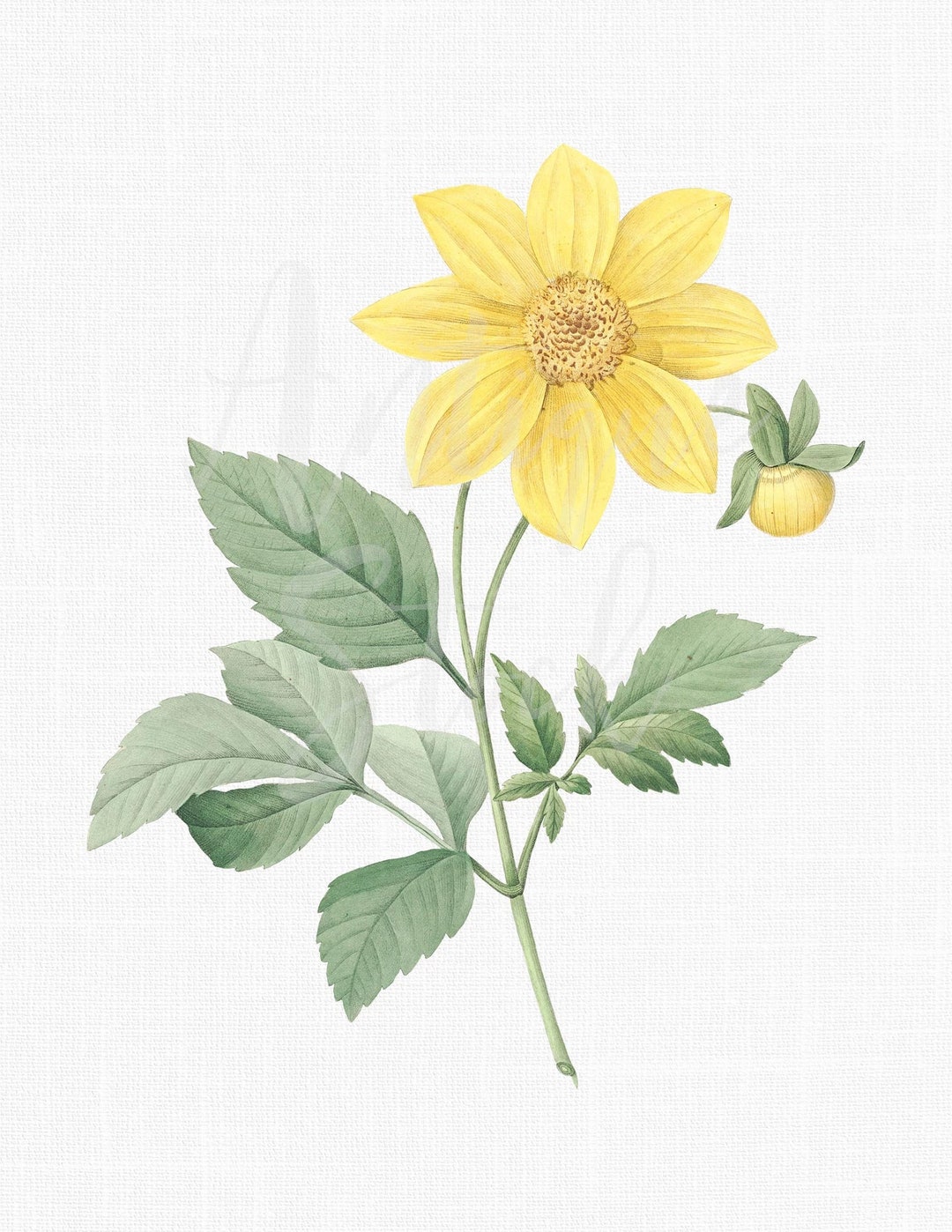 Flower Clipart "aztec Dahlia" Botanical Illustration Digital Download ...