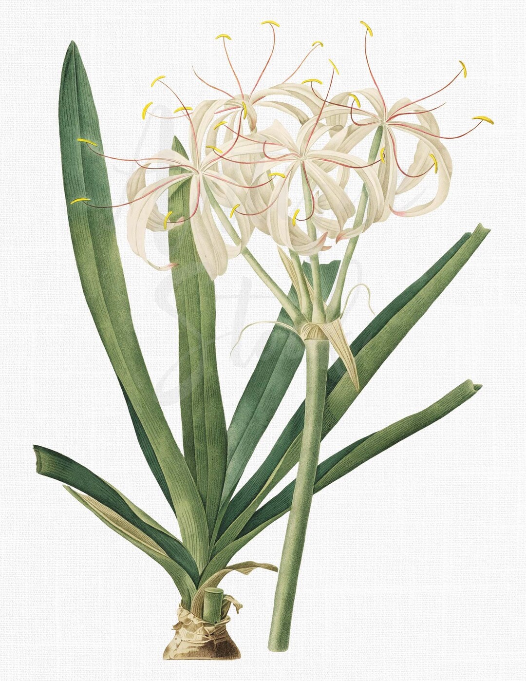 Flower Clipart "florida Swamp-lily" Digital Image, Botanical ...