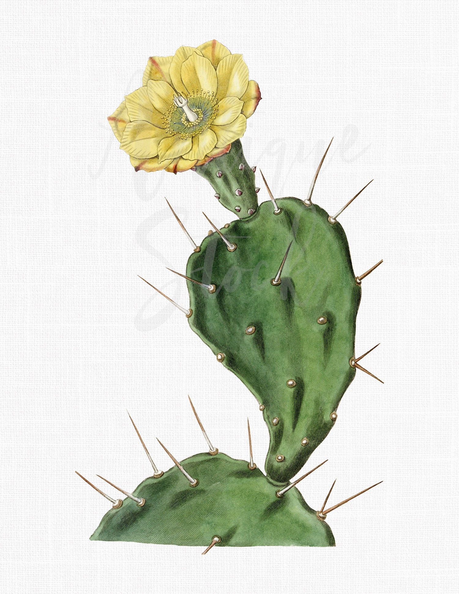 Prickly Pear Cactus Clip Art