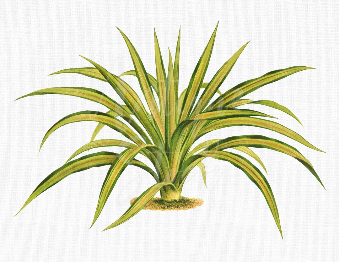 Printable Plant Art "glorious Yucca" Digital Download PNG + JPG Images ...
