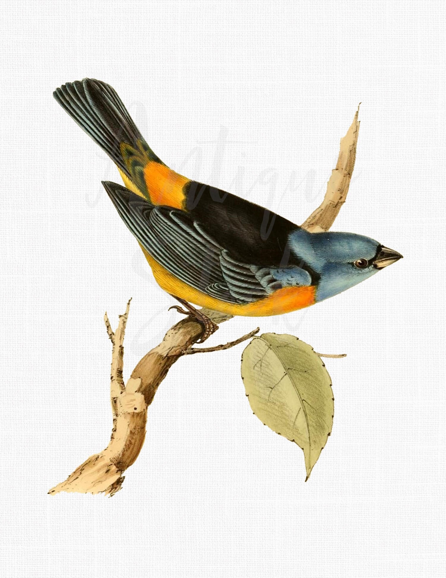 Vintage Blue Bird Clipart