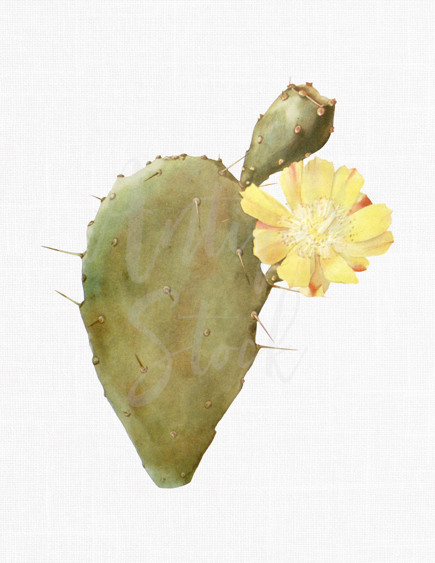 Prickly Pear Cactus Clip Art