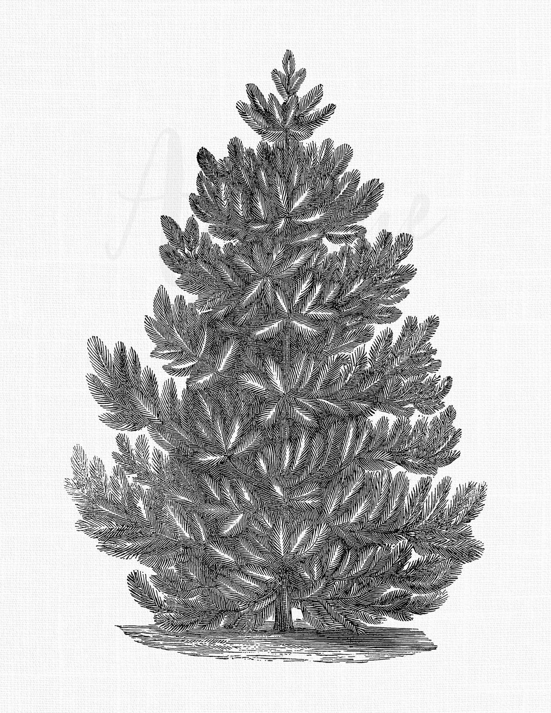 Tree Digital Download austrian Pine PNG & JPG - Etsy