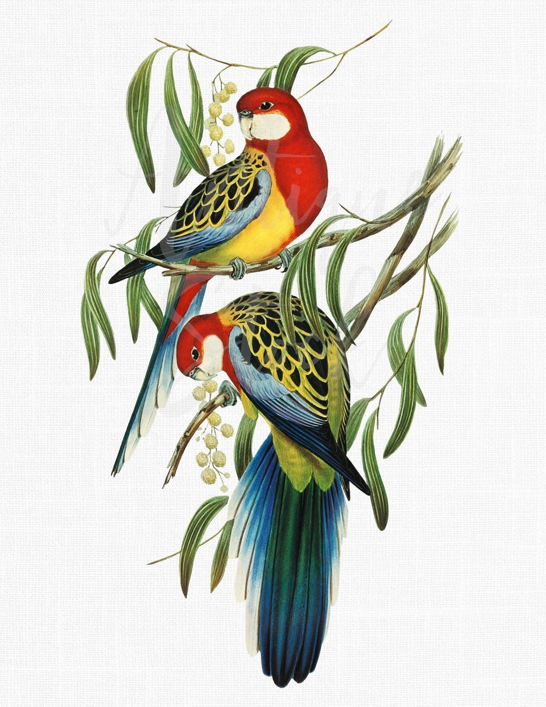 Vintage Bird Printable eastern Rosella PNG / JPG Digital Download Image ...