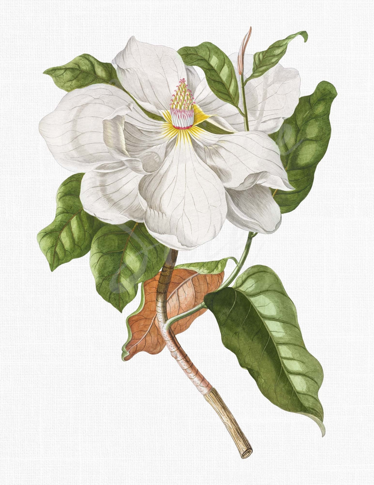 Botanical Illustration, White Flower Clipart "magnolia" Printable for ...