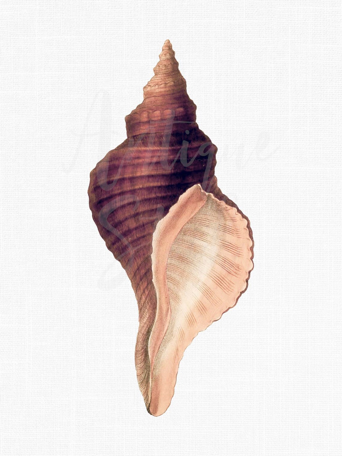 Sea Shell Clip Art Printable Vintage Art tulip - Etsy