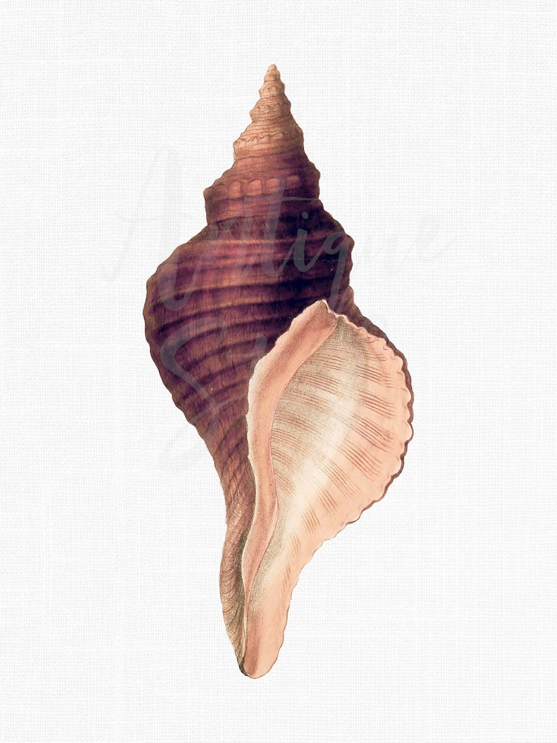 Sea Shell Clip Art, Printable Vintage Art "tulip Snail" Instant ...