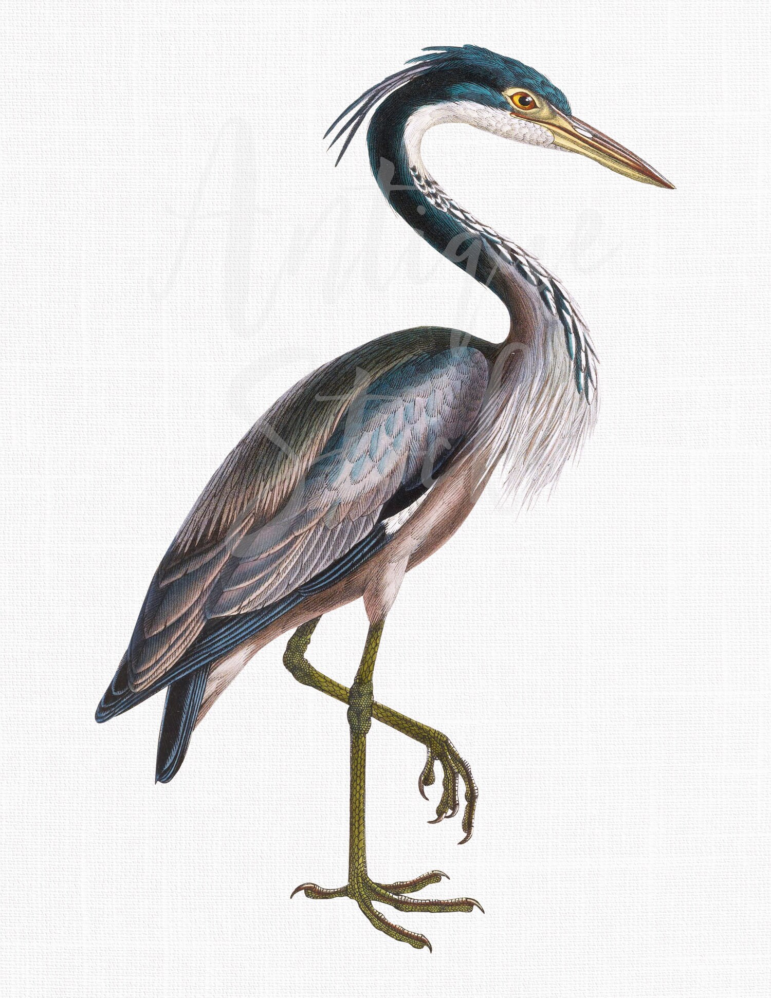 Heron Clipart