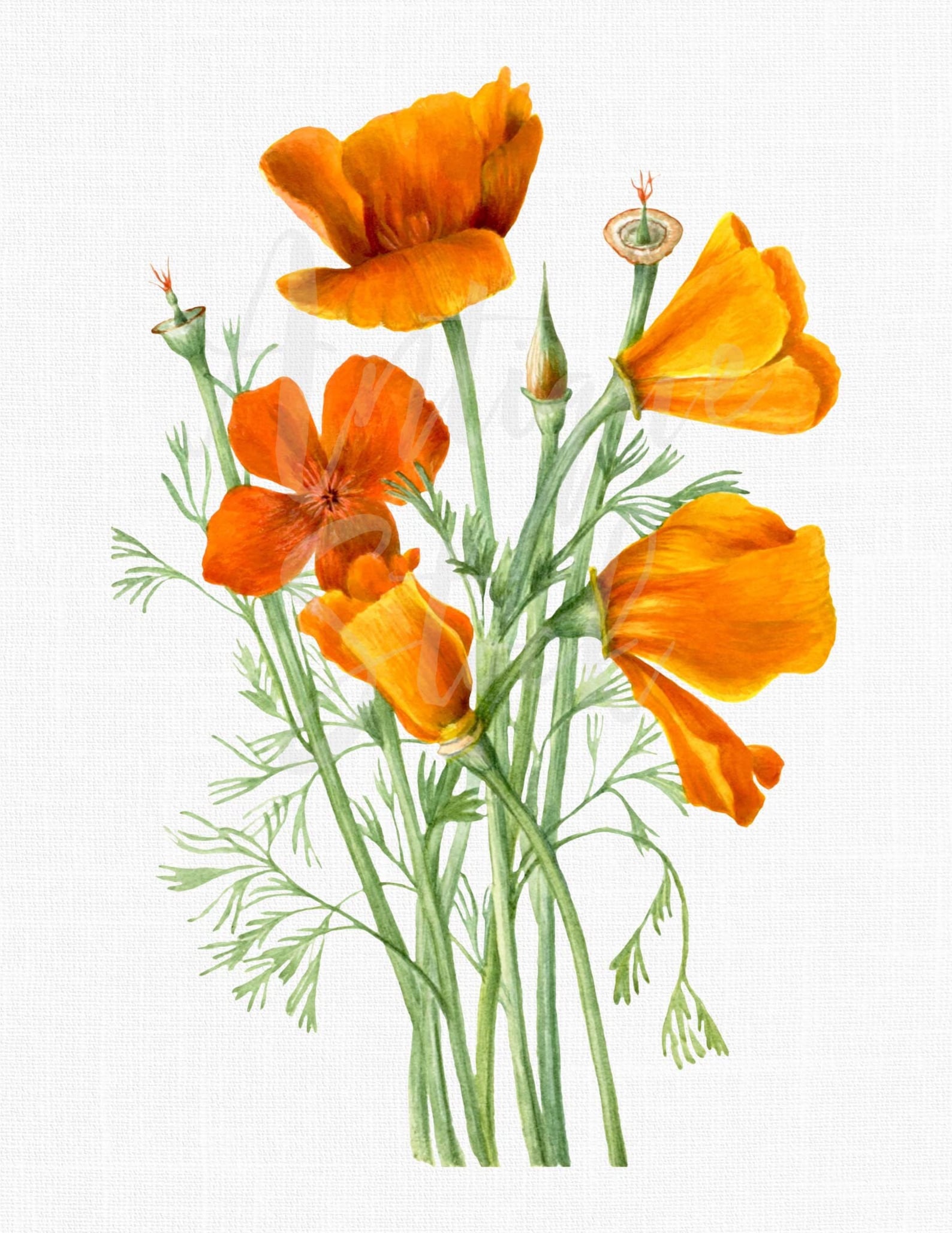Flower Clipart "golden Poppy" Digital Download Botanical Illustration ...