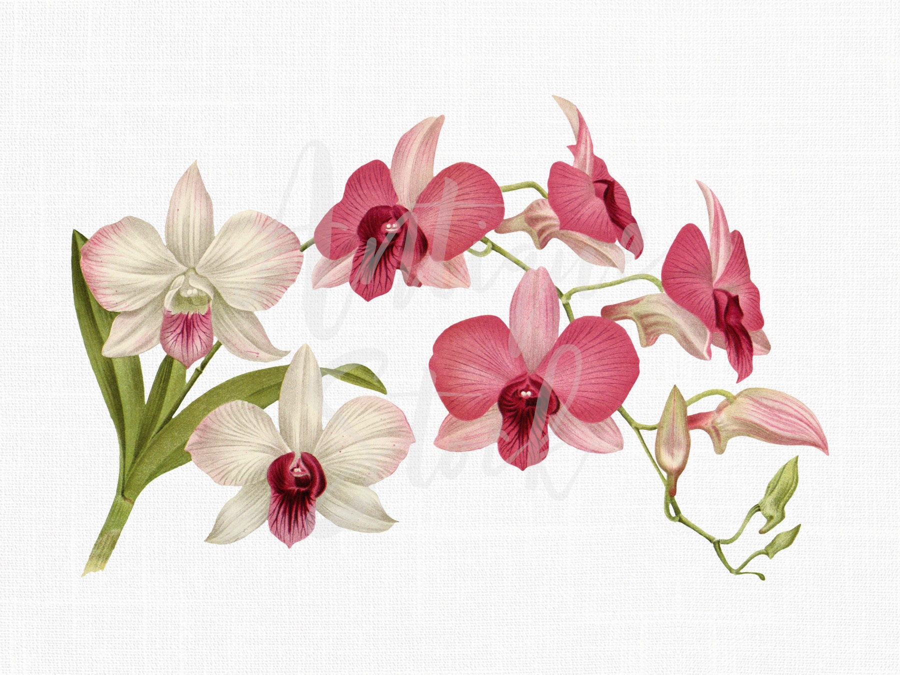 Botanical Illustrations Of Orchids