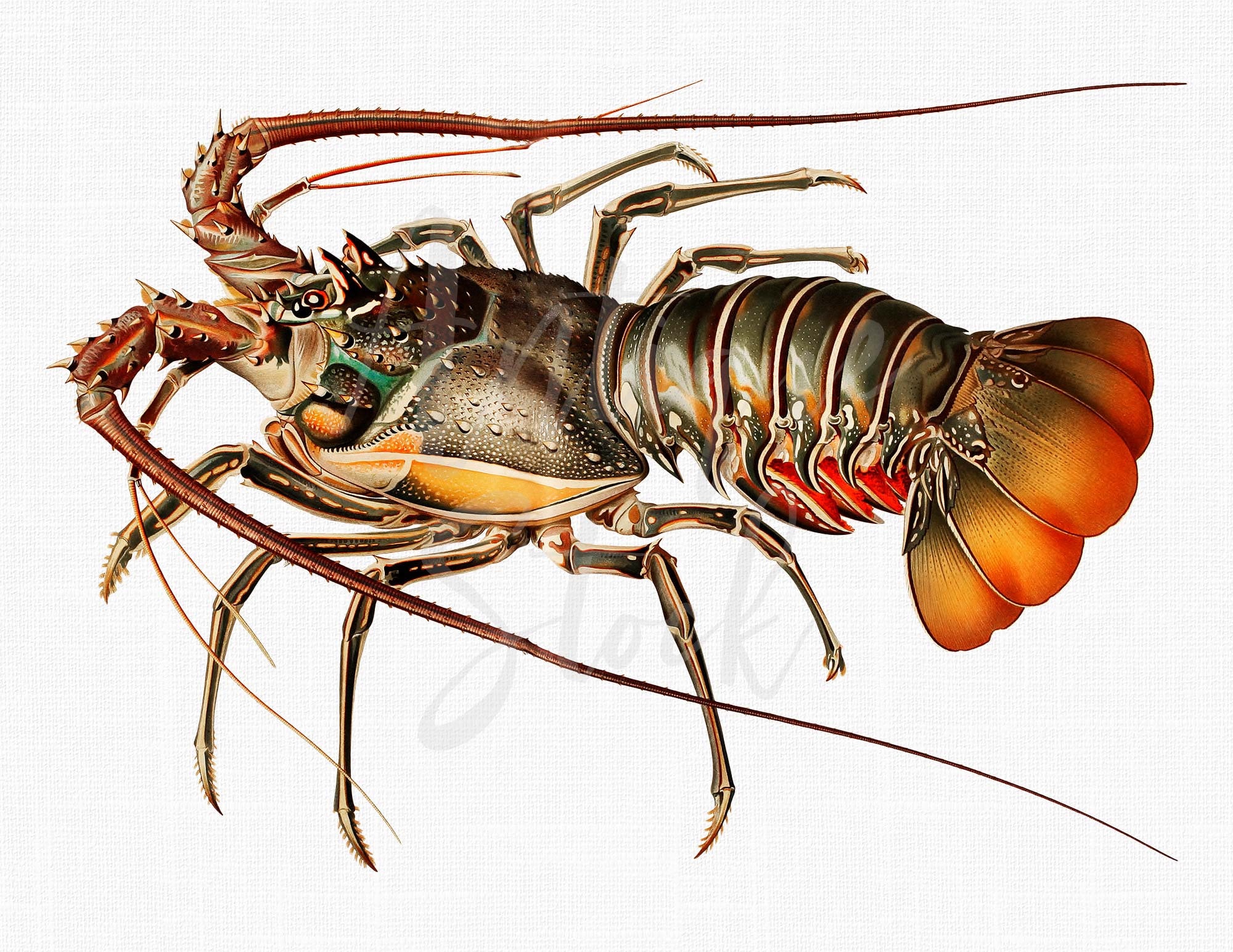 Buy Lobster Download Printable Clipart Image royal Spiny Online in ...