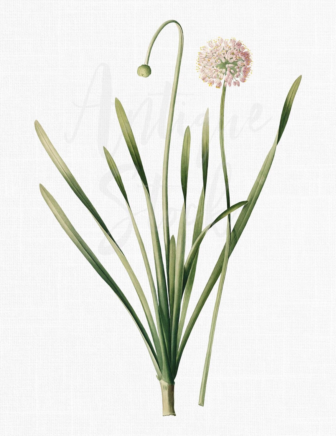 Wild Onion Botanical Illustration "siberian Chives" PNG + JPG Images ...