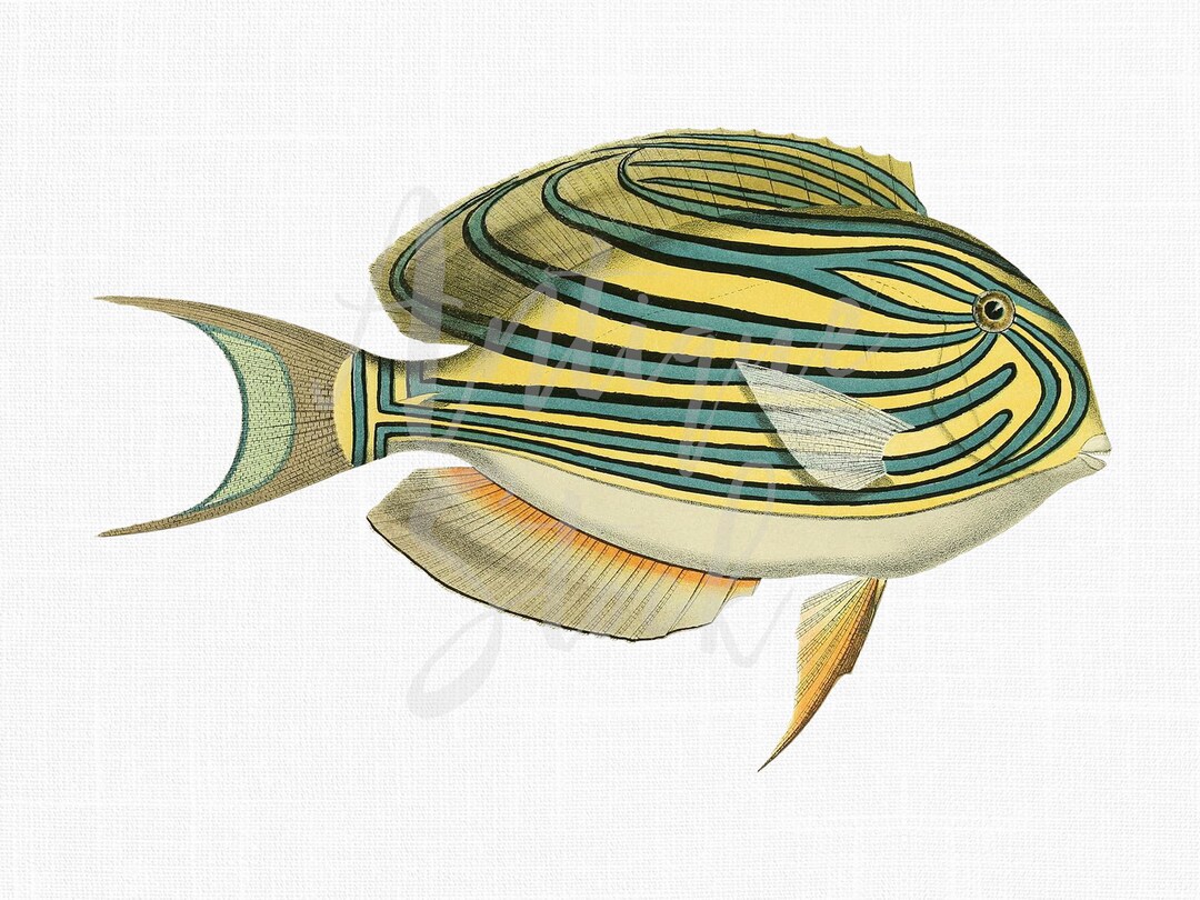 Vintage Fish Clipart, Digital Download "lined Surgeonfish" Printable ...