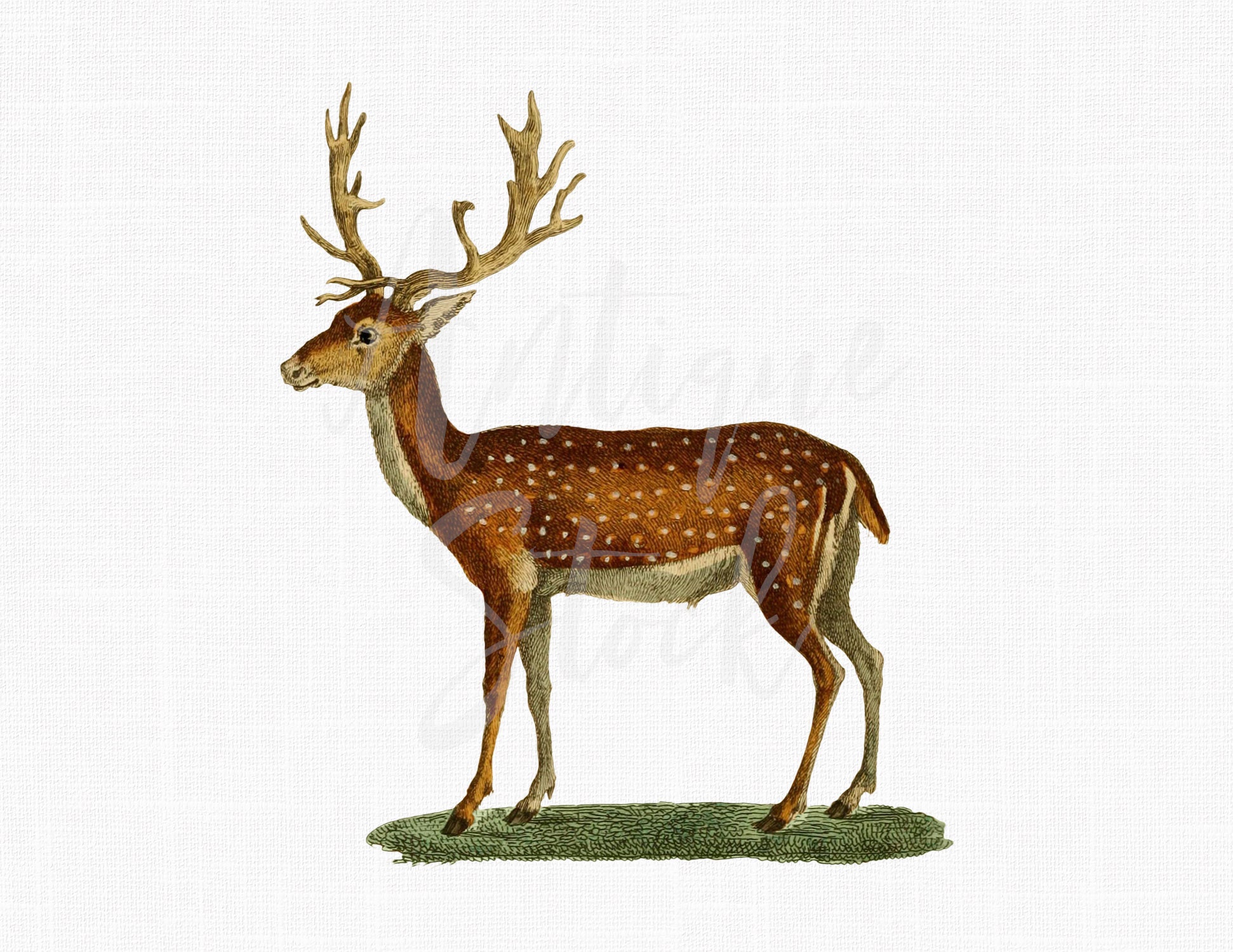 Antique Animal Image Fallow Deer Printable Digital | Etsy