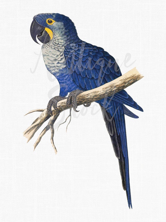 Norwegian Blue Parrot