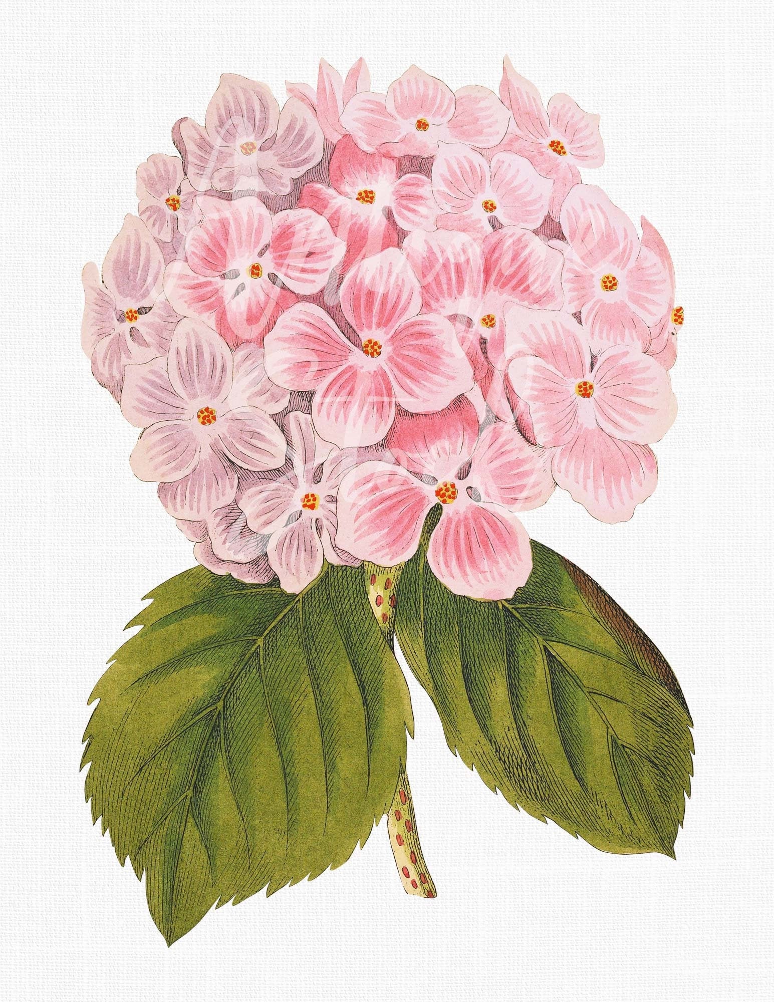 Hydrangea Flowers Clip Art