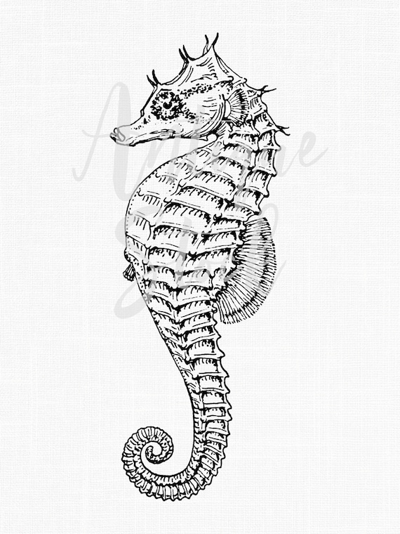 Pink Seahorse Outline