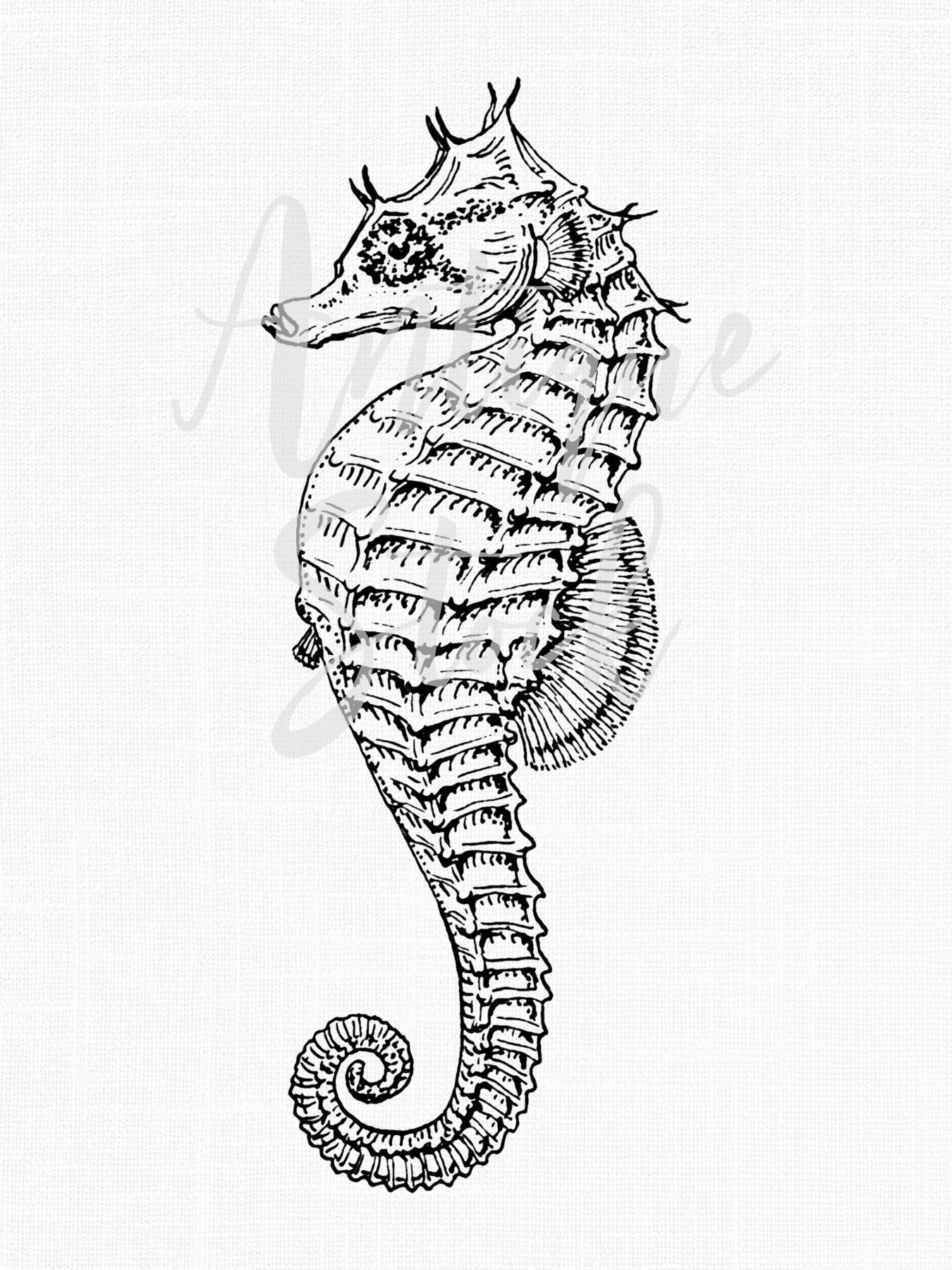 Clipart lined Seahorse Vintage Fish Image - Etsy Australia